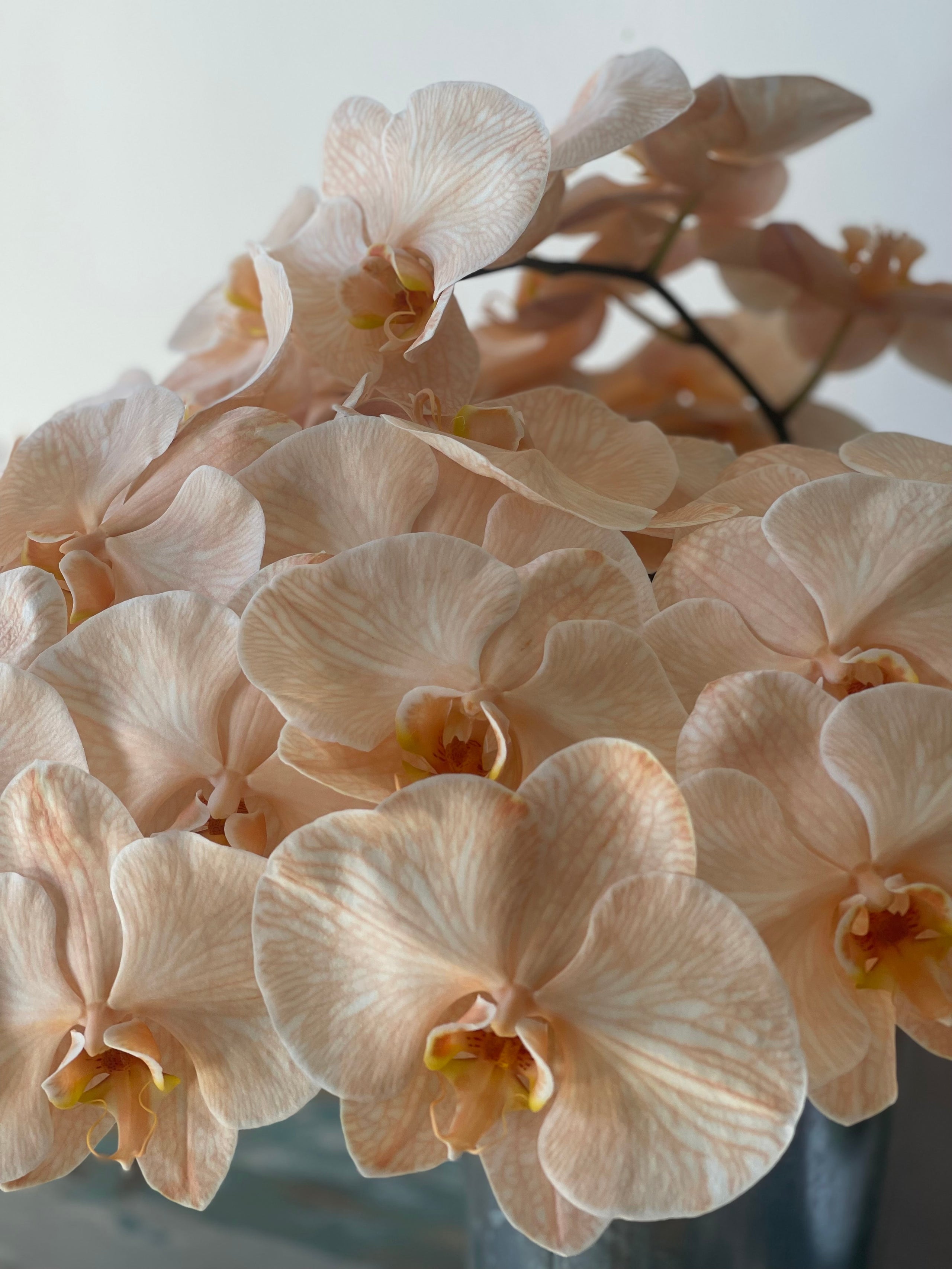 Native Botanical Young